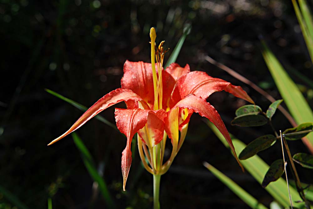 Space Coast Wildflowers: Tosohatchee WMA, October 2, 2011