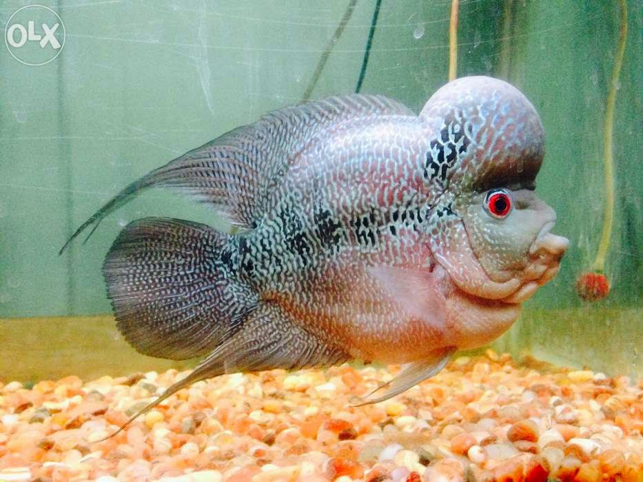 FLOWERHORN FISH photos - wallpapers (ανανεωμένο) | the fun bank