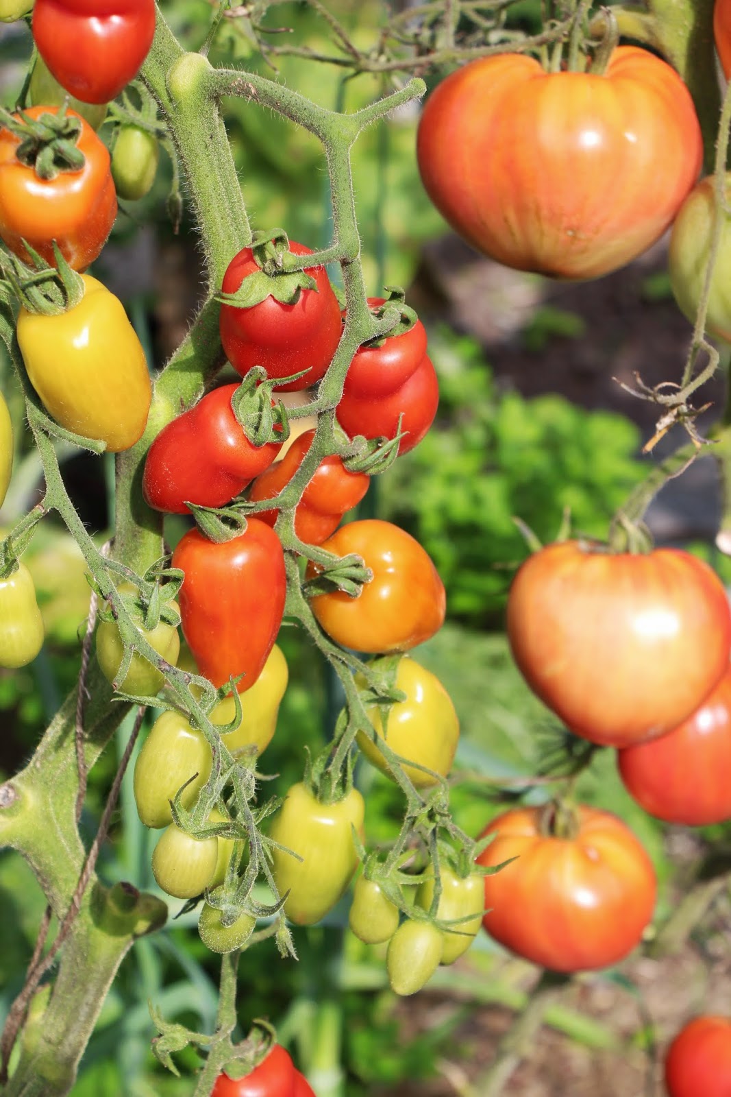 Gelas hem och tradgard: Tomater, tomater tomater