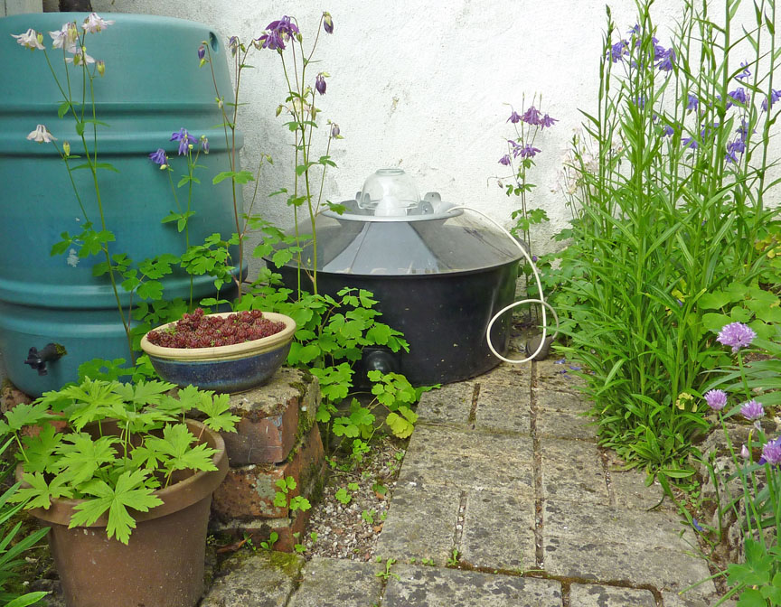 30 years of the back garden moth trap