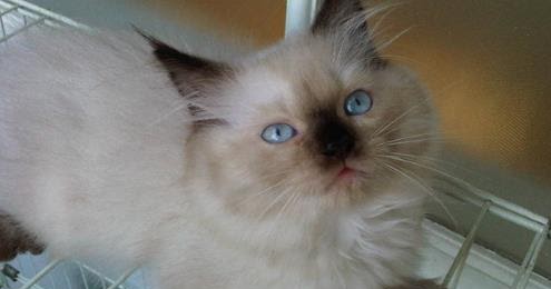 Kucing Persia Medium - Ciri, Karakteristik, dan Harga - KuPersia