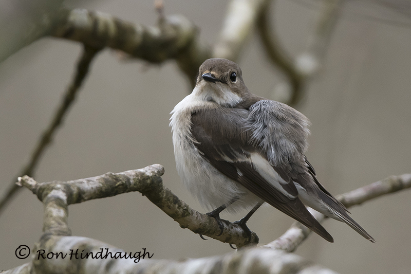 notmanywords: Muggleswick