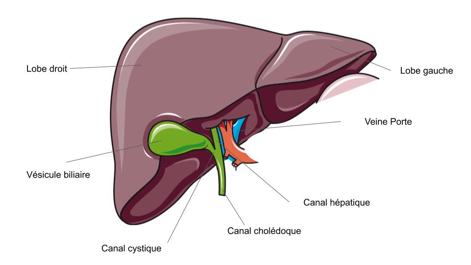 Les organes du système digestif: le foie