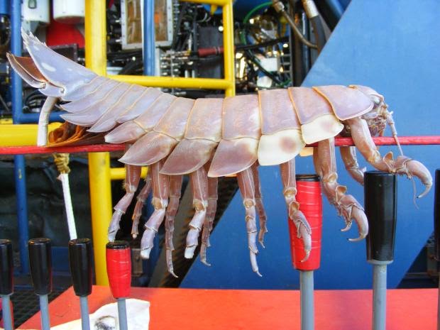 The most significant and unique creature: THE GIANT ISOPOD