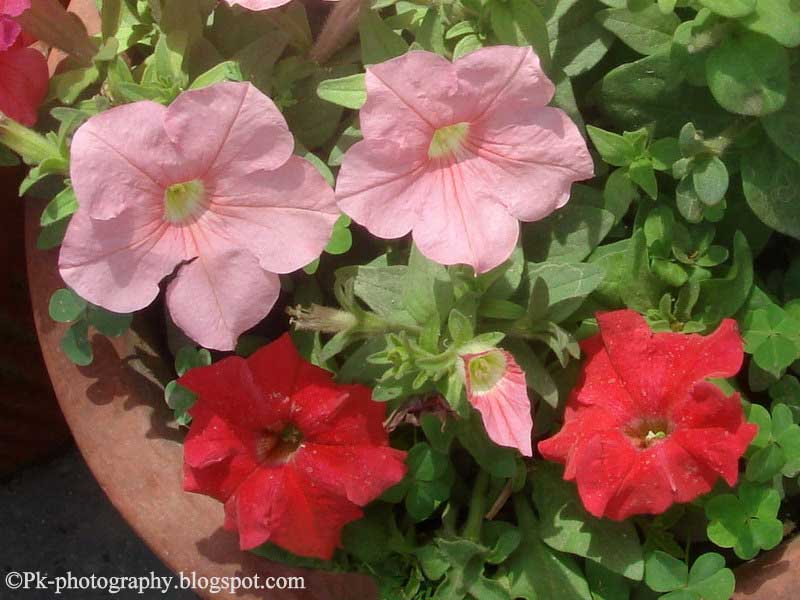 Petunia Flowers | Nature, Cultural, and Travel Photography Blog