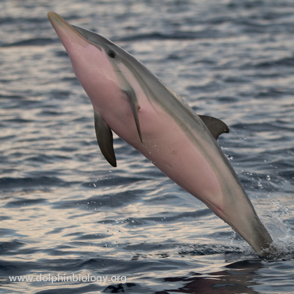 Dolphin Biology and Conservation: Pink belly