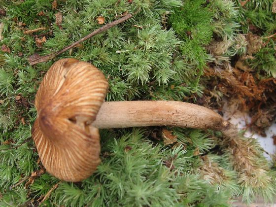 Setas y hongos: Inocybe fastigiata - Inocybe fastigiata