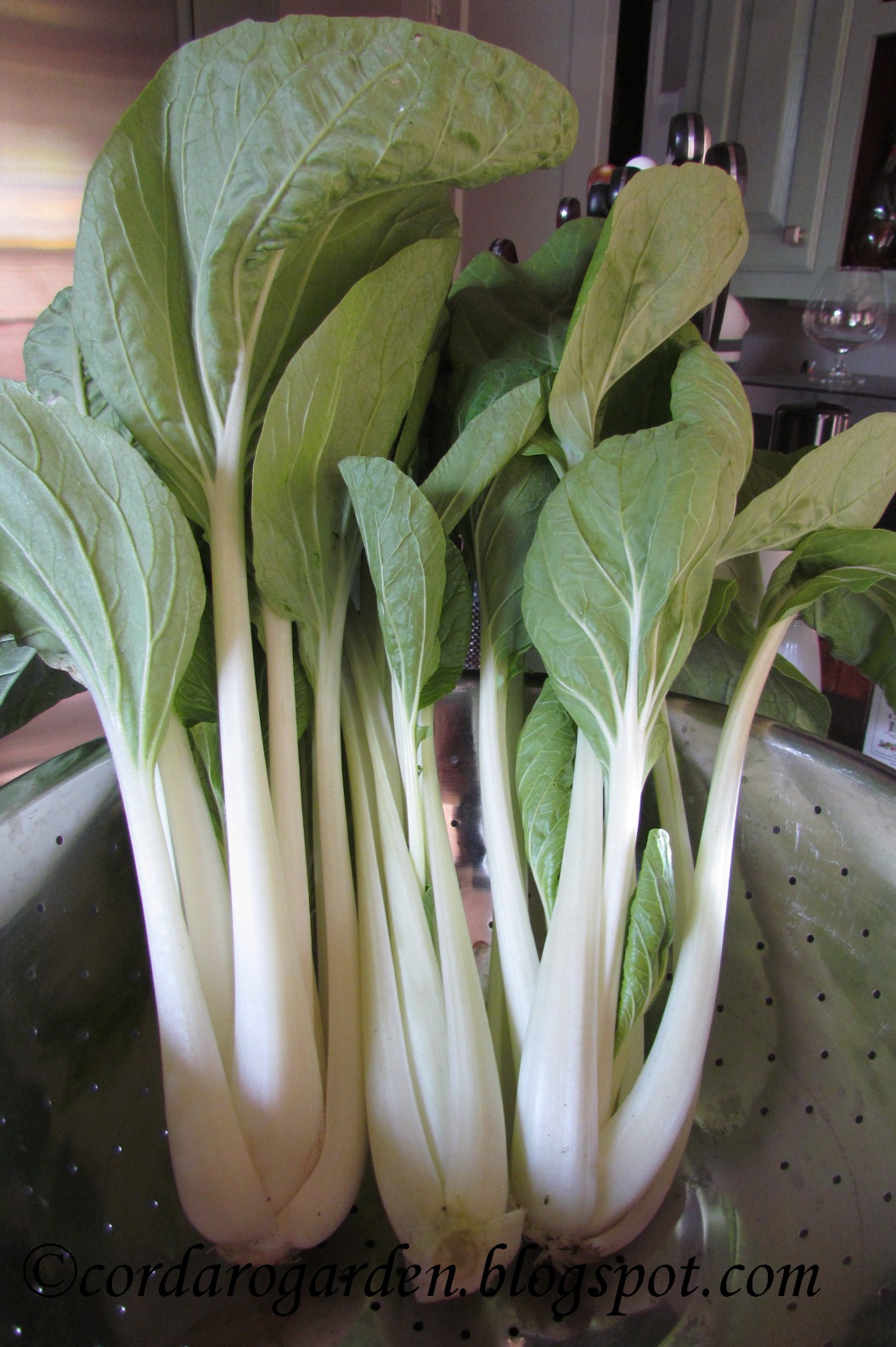 The Gardener of Eden: Harvest Monday............06/06/2011