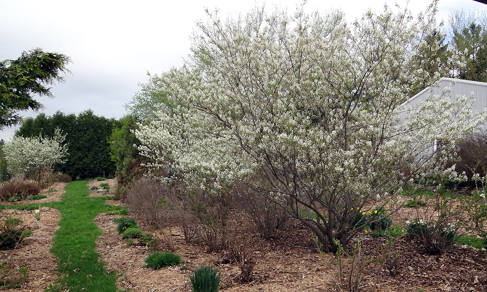 Spring Valley Roses: Clouds of Amelanchier Blossoms