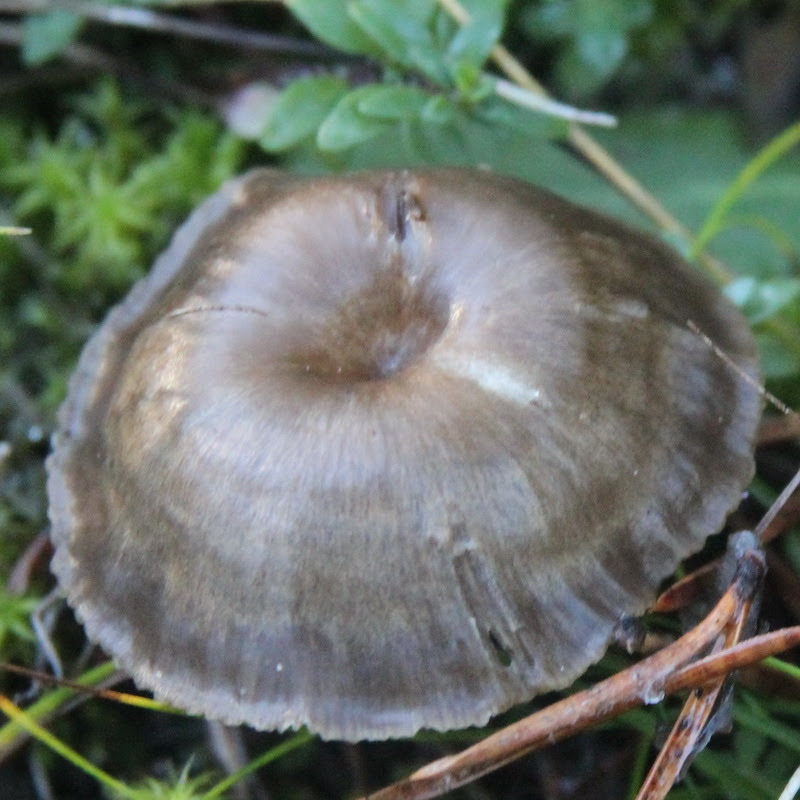 El mundo microscópico de los hongos: Clitocybe lituus (Fr.) Métrod