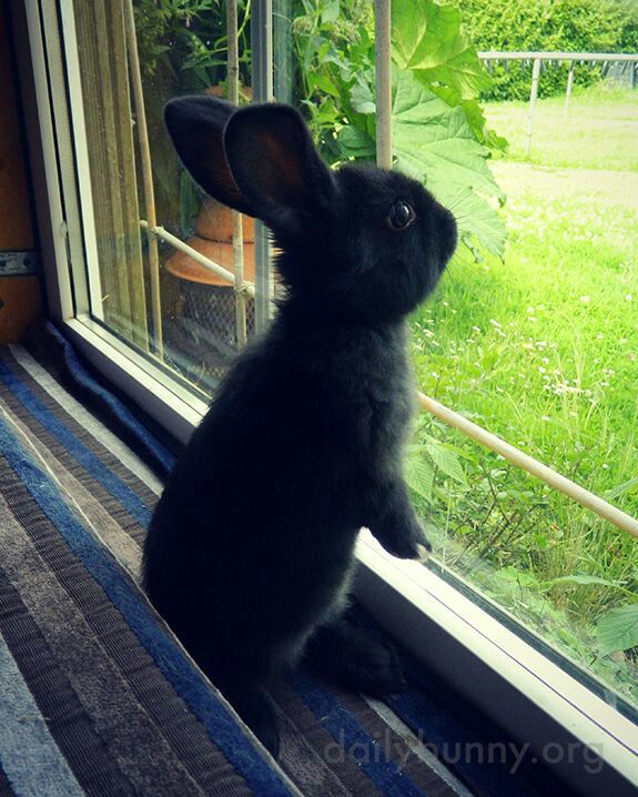 Beautiful black rabbits