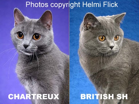 Cat Chit Chat: Chartreux versus British Blue