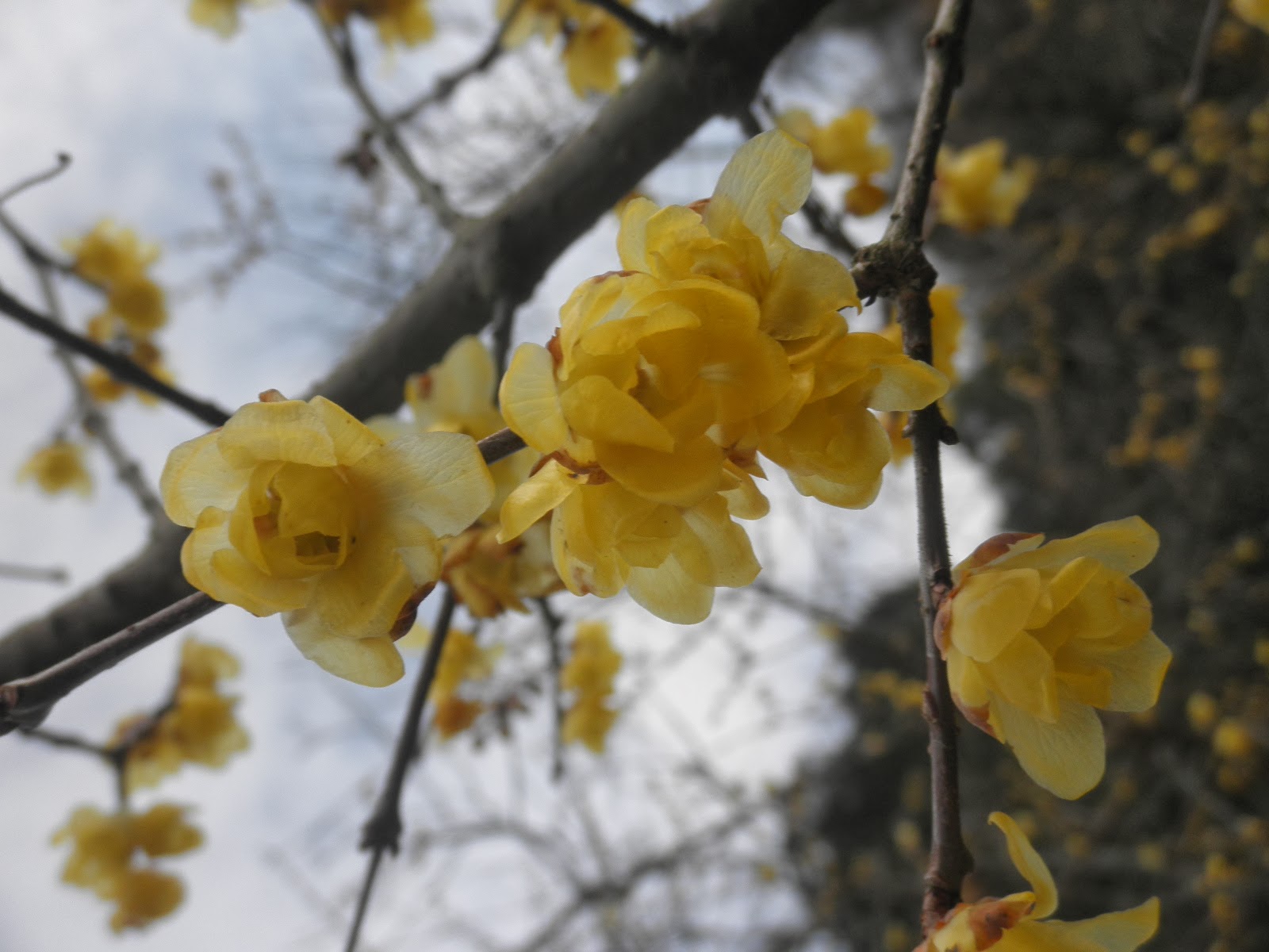 Words from a classical Japanese poem lover: Wintersweet flowers ...