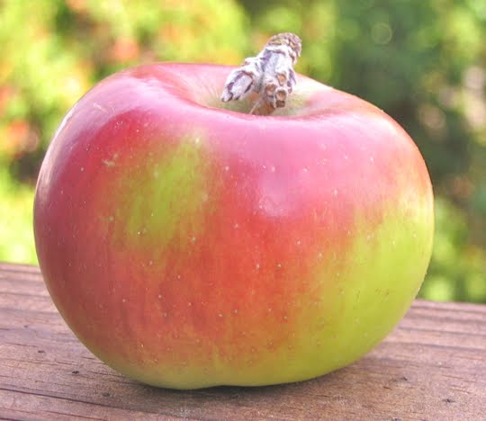 Lady Apple (Api) * - Adam's Apples