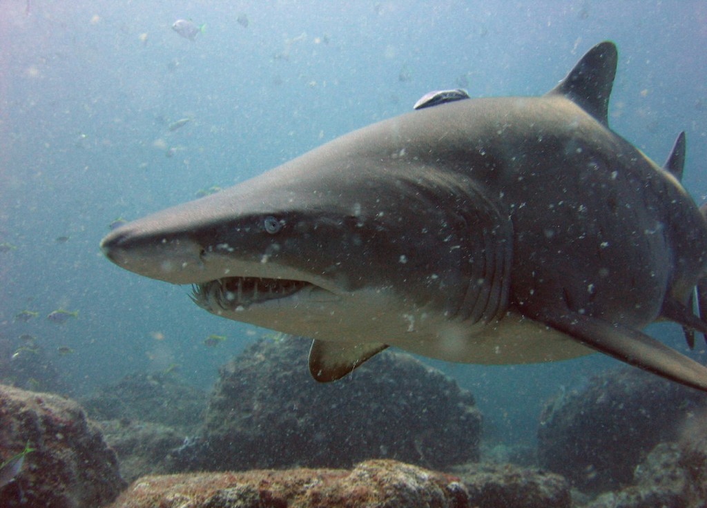 TIBURONES: Tiburón TORO