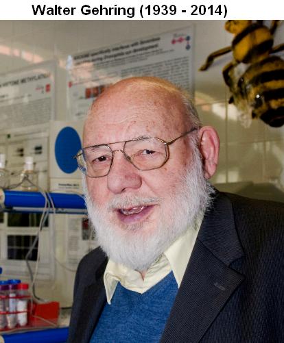 Sandwalk: Walter Gehring (1939 - 2014)