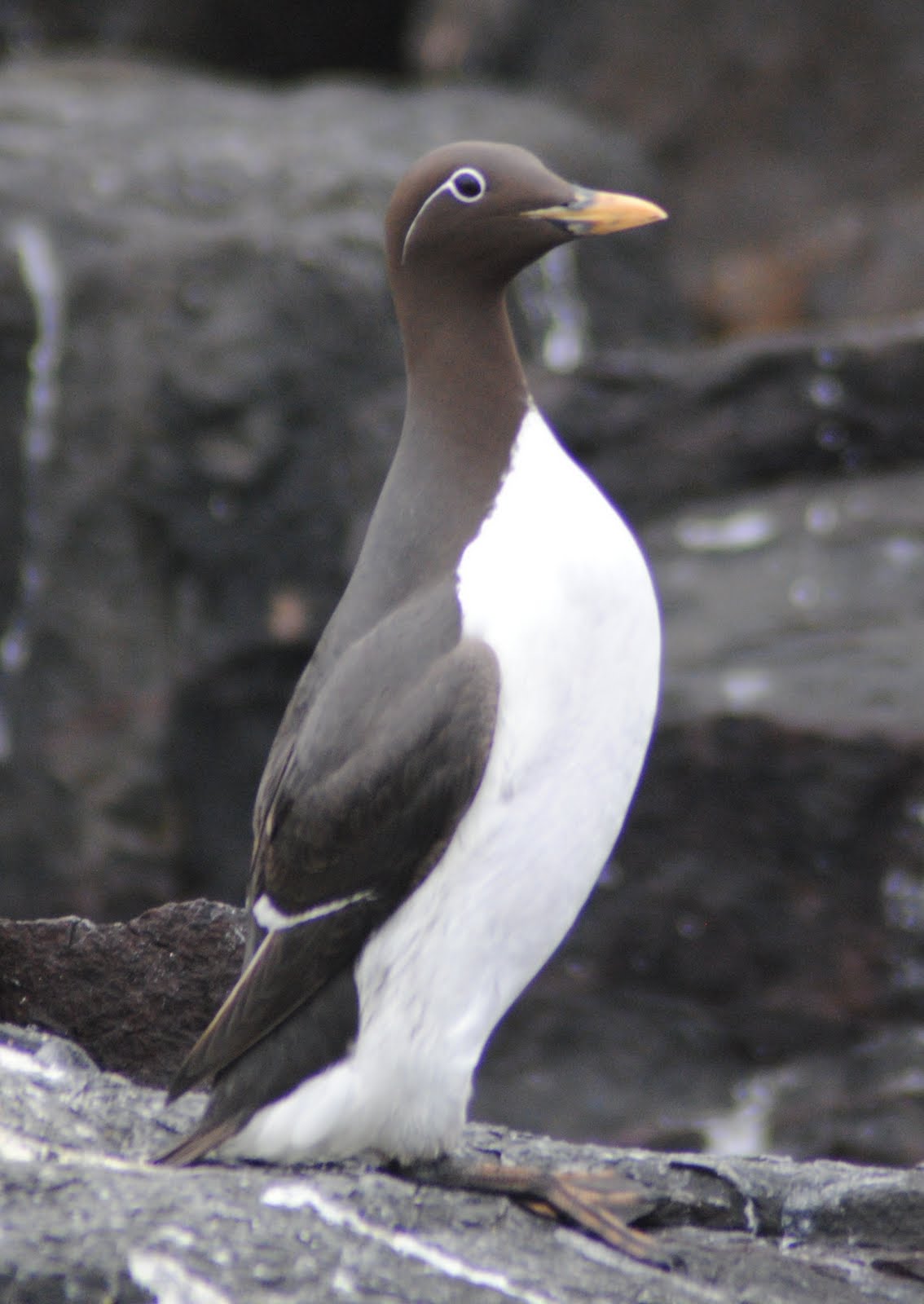 Weird Bridled Guillemot - Serenity Farne Islands Boat Tours and Trips