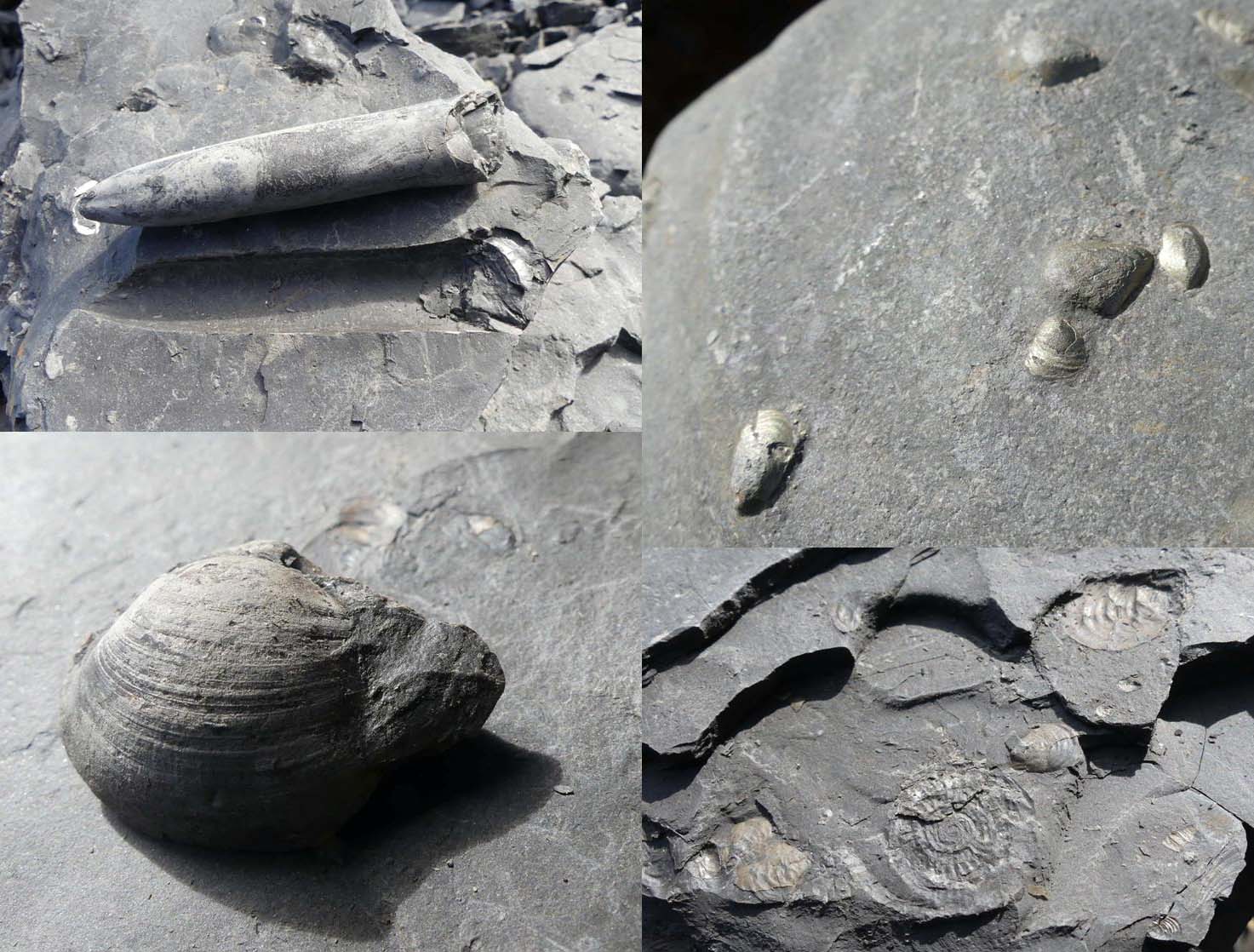 Julia Garner : Port Mulgrave fossils.