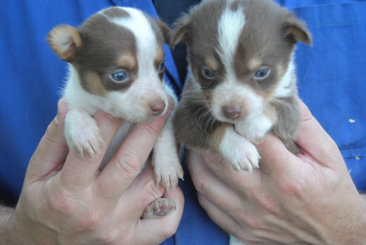 NUNCAJAMAS COCKER: UN LEGADO CELTA: EL PERRO GUICHO O QUISQUELO ...