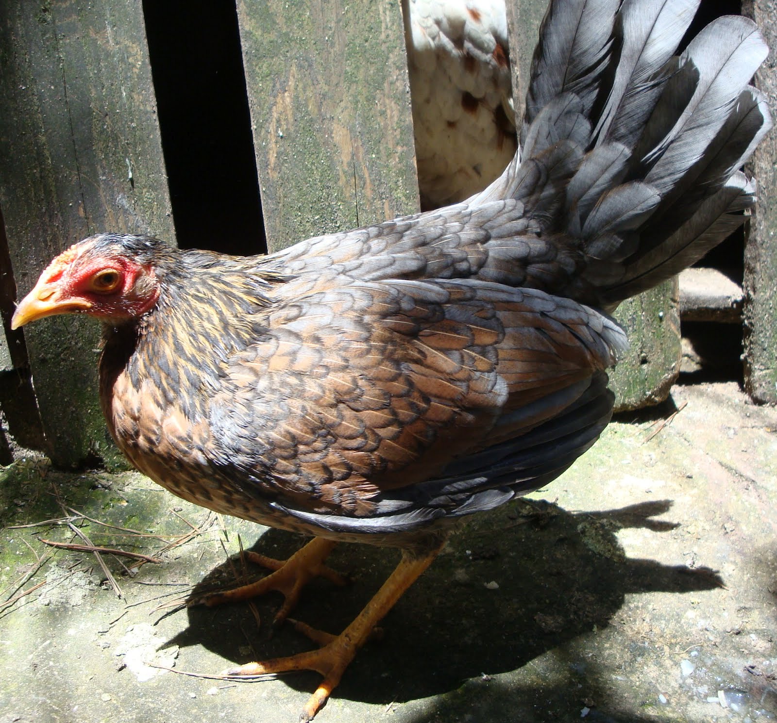 Pollita de combate con porcentaje de lineas distintas