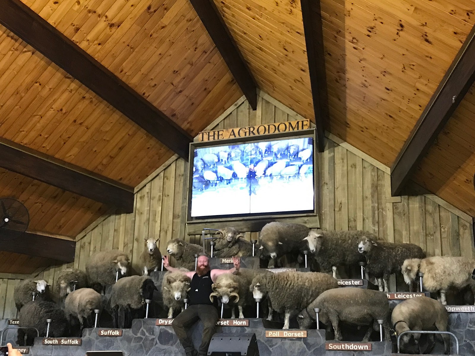 My Little Princess and Prince: 4 Dec 2018 - NZ Day 4: Agrodome Farm ...
