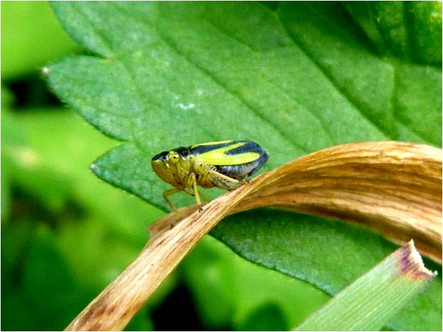 Insects of Scotland: True Bugs