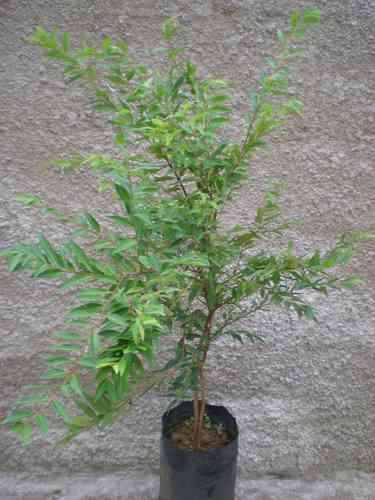 Semente do Mato: Kit de 6 mudas de Uvaia-Orvalha