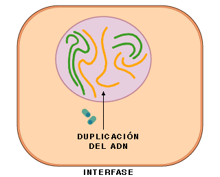 Biología Celular: Ciclo Celular