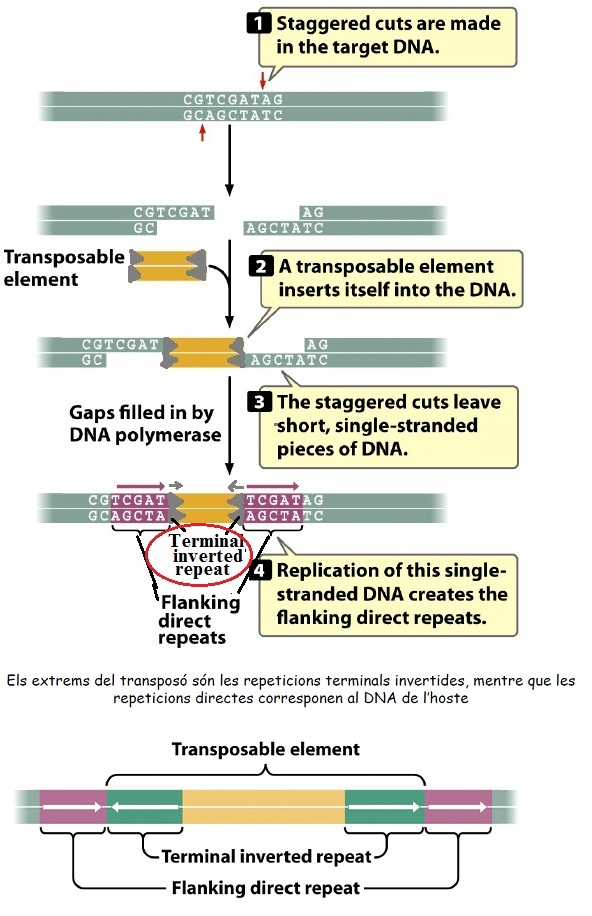 Biological and not-so-biological things: Transposones de clase I