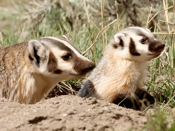 Ecobirder: All in the Badger Family