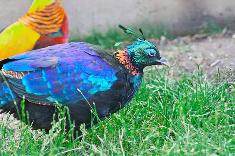 CanvasSnap: Collections of Nepalese Photography and Designs: Danfe ...