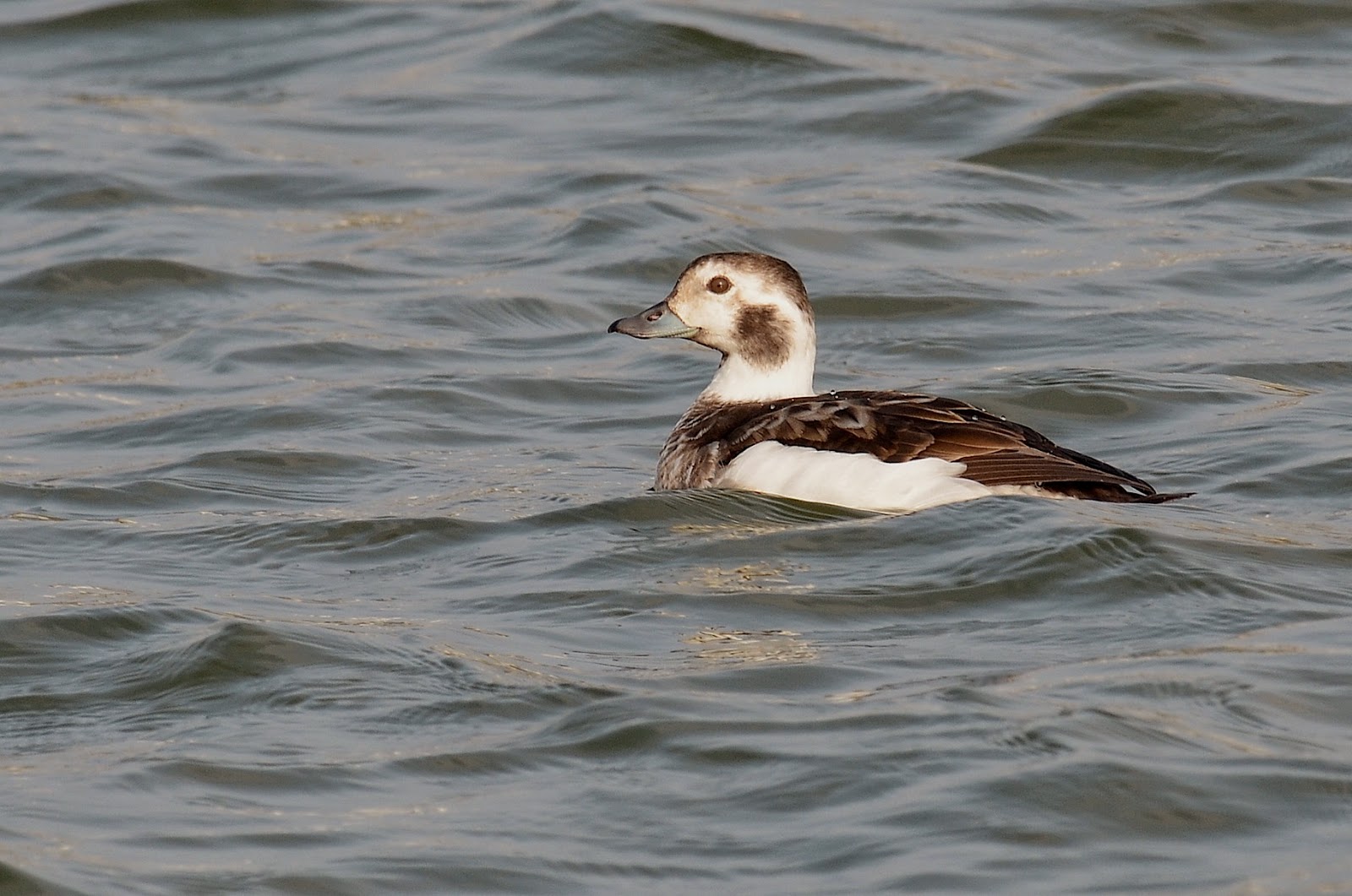 GeekTeacher's Birding Scrapbook: Long-tailed Duck at Crosby Marina