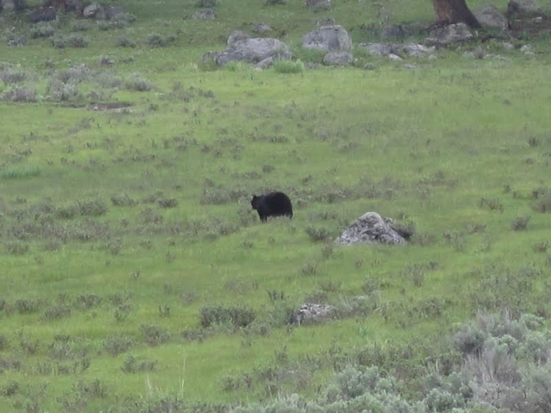 The Scallywagon: YOU SKIN GRIZ', PILGRIM? Yellowstone National Park
