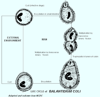 Balantidium Coli Balantidiasis | NaturalGreen