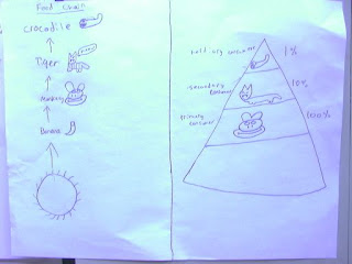 Marcus D's Frog Blog: Post 4: This Week in Science (Energy Pyramid)