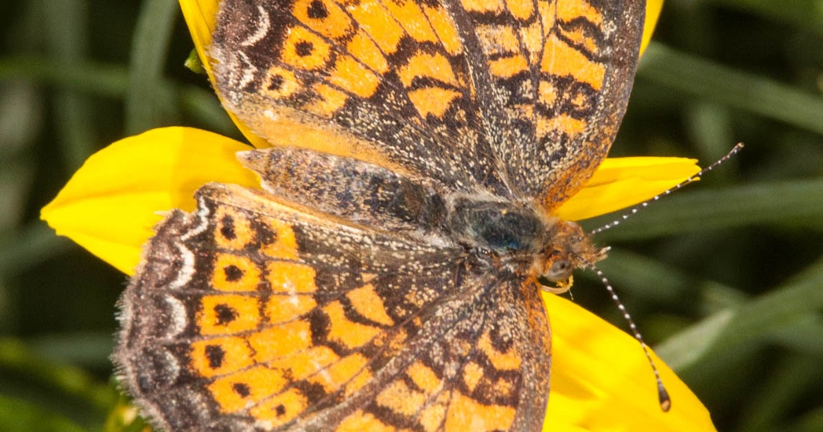 Champlain Islands' Nature: Pearl Crescent Butterfly