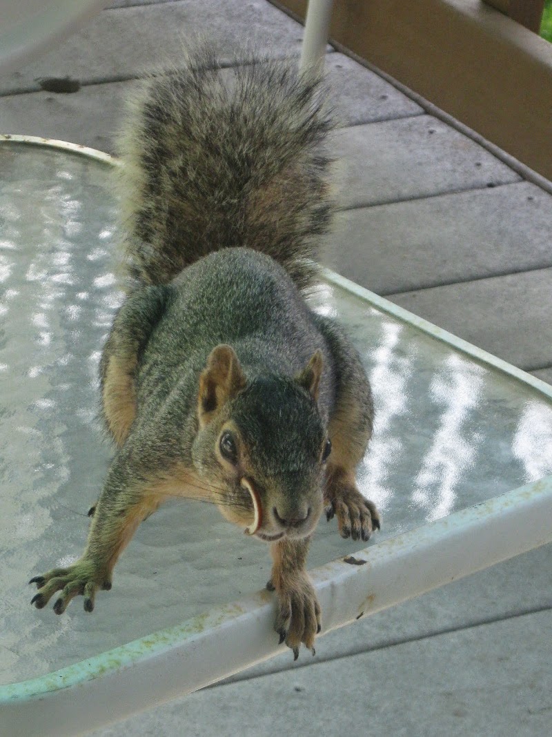 Along this Beautiful Path: Mutant Ninja Squirrel