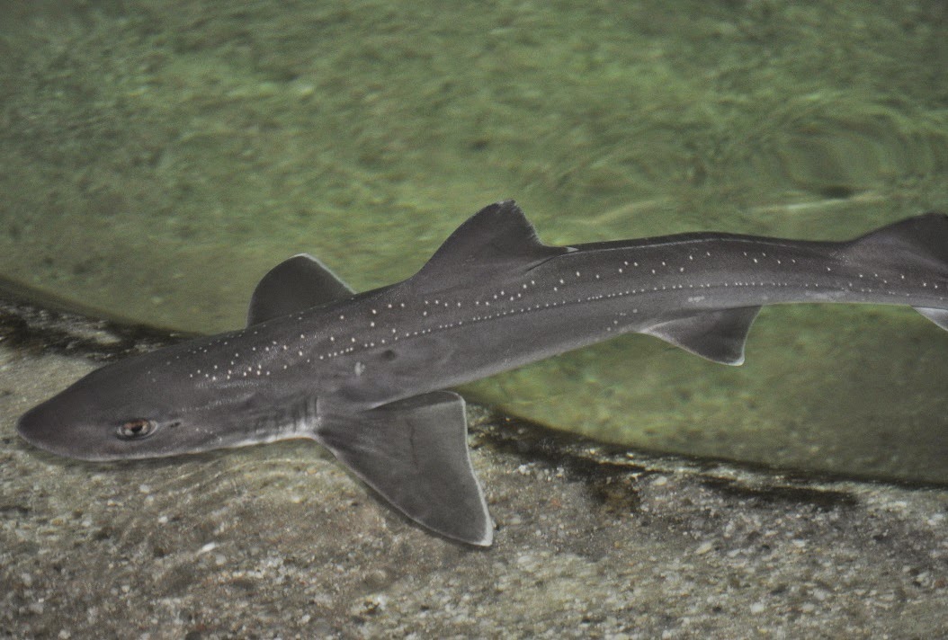 ZOOTOGRAFIANDO (6.100 ANIMALS): MUSOLA DENTUDA / STARRY SMOOTH-HOUND ...