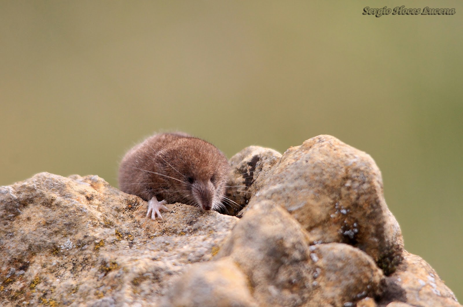 Viajes, Salidas, Naturaleza, (Fotografía).: Musaraña Enana (Sorex Minutus).