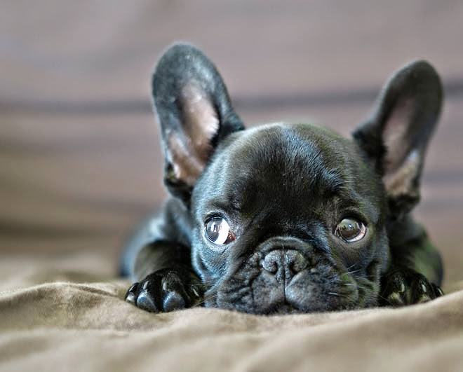 APBF - L'association pour les Bouledogue Français-Le Bouledogue Français