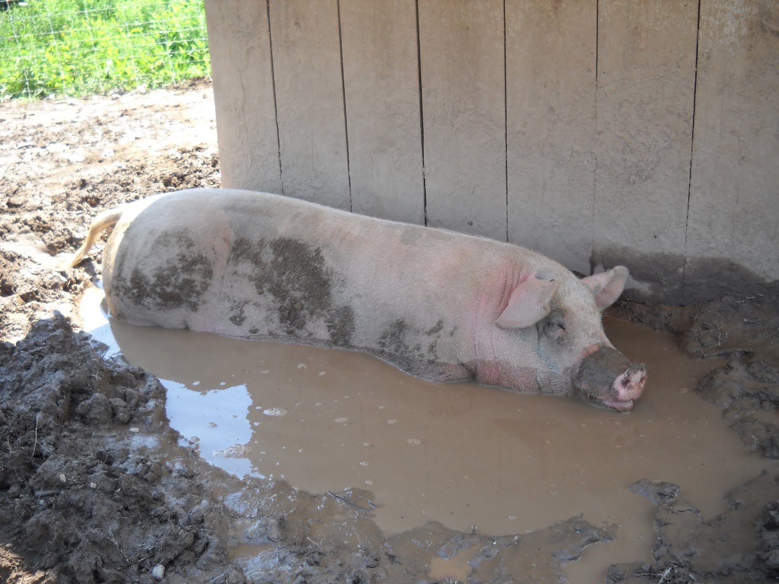 Pigs in a Blanket: shade for sweaty pigs