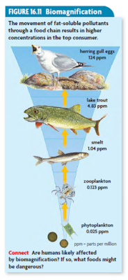 All About Biology: Apakah Biomagnifikasi Itu?