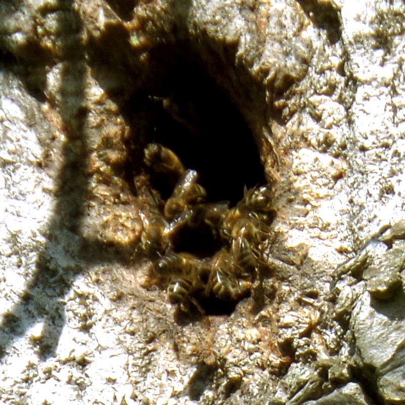 French wildlife and beekeeping: Honey bees are wild, it really is that ...