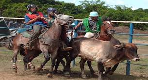 Cuesta arriba está organizar una tarde de toros coleados en Venezuela ...