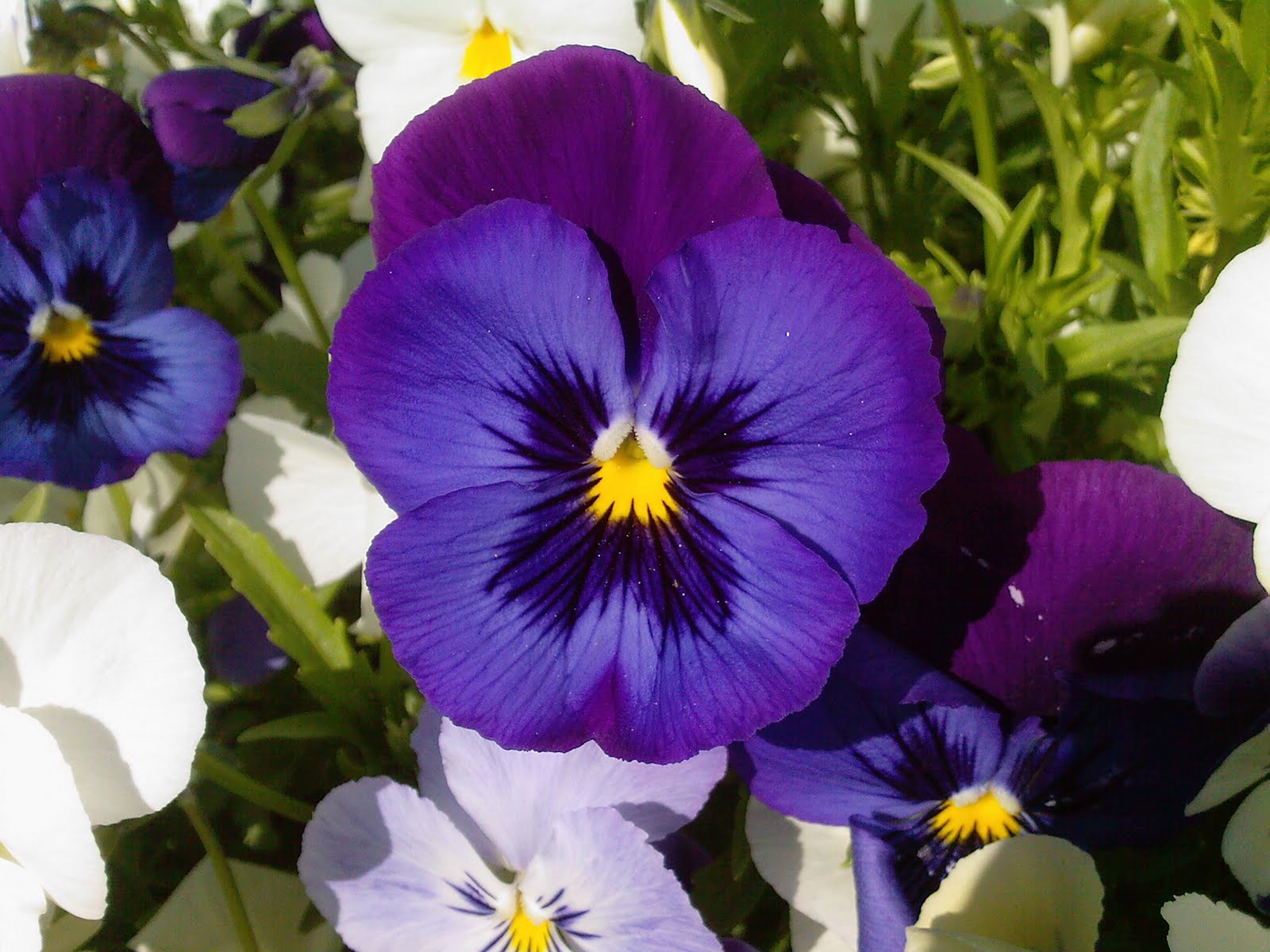 Handmade Creations: Panselute din gradina