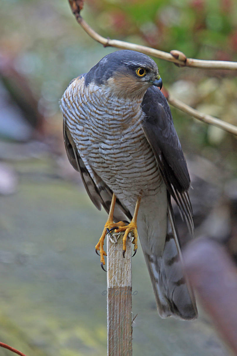 NatuurlijkNatuur: Sperwer. [Accipiter nisus]