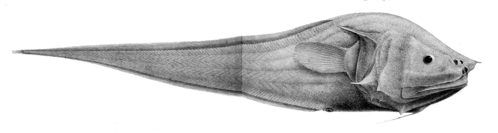 Real Monstrosities: Bony-eared Assfish