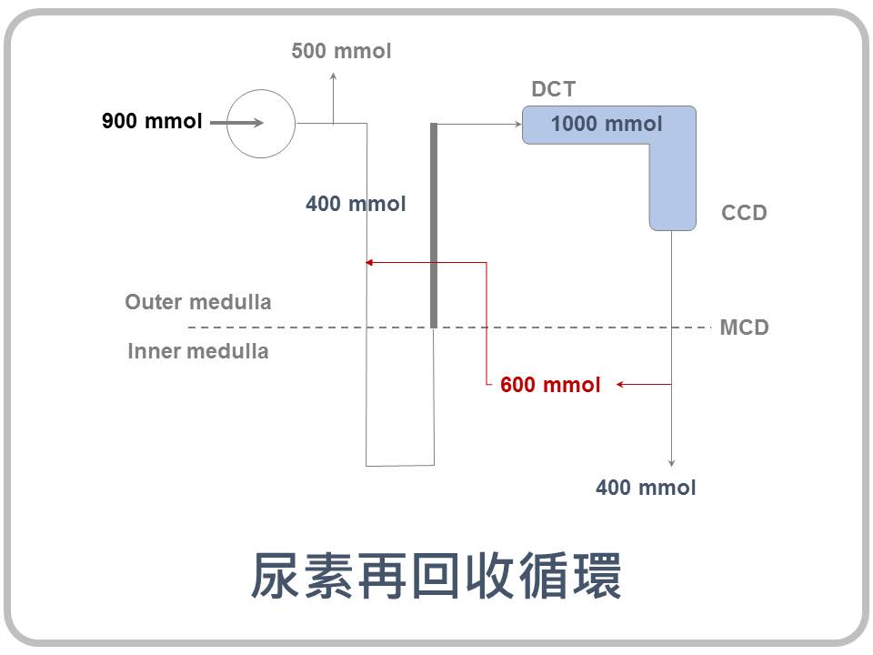 葉時孟醫師 - 高雄五甲、前鎮區佑鎮診所(雙RO洗腎中心): TTKG之生與死