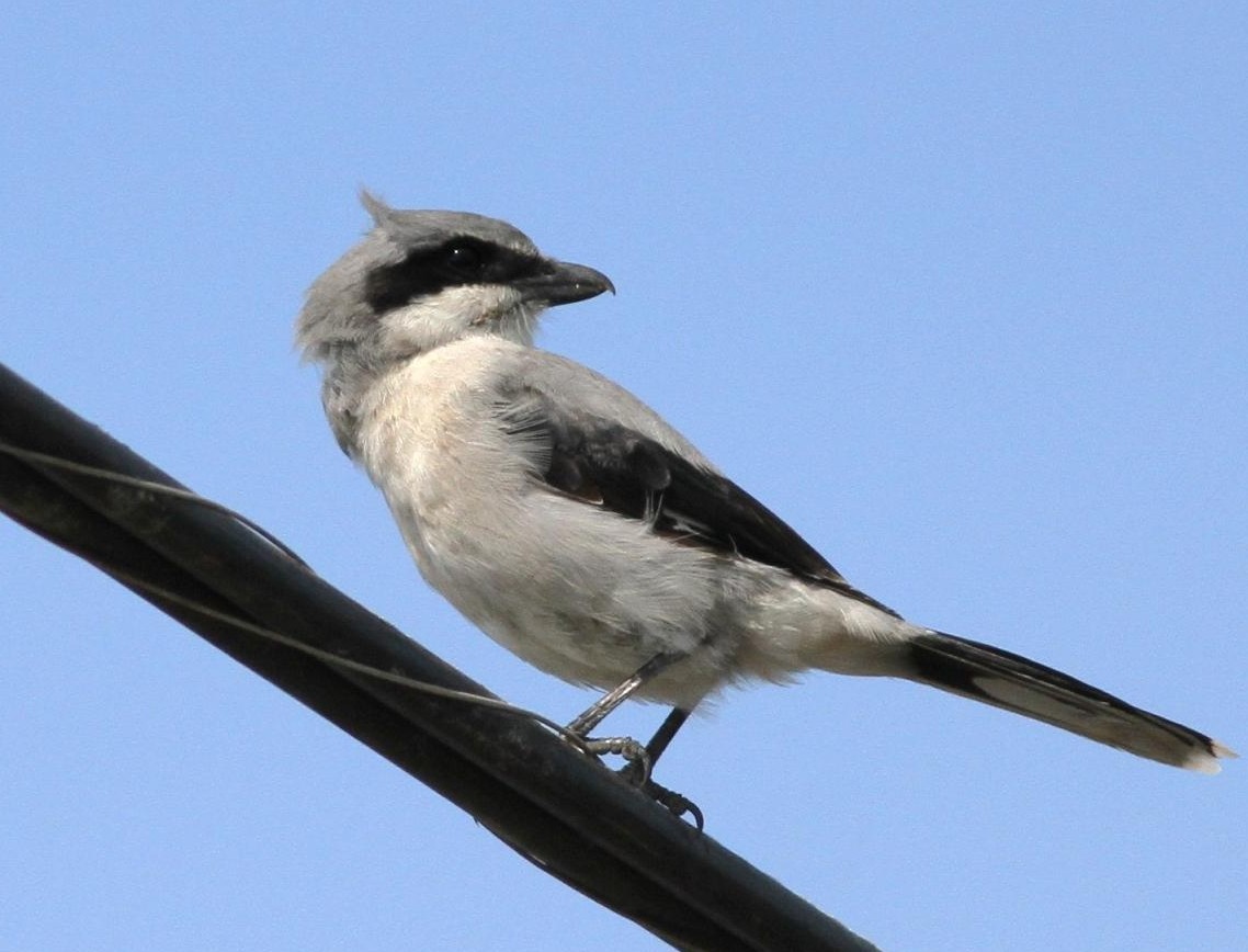 Jo's Morning Walk: Loggerhead Shrike Hunting, Osprey Fishing