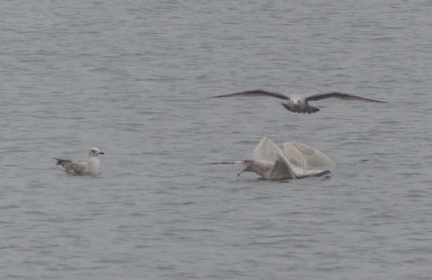 A Field Notebook: Watching the Pennington Flash gull roost